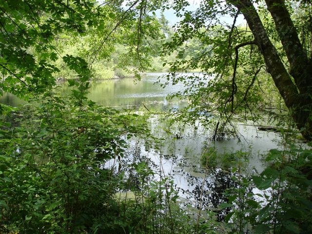 Nute's Pond | Bainbridge Island Metro Park & Recreation District